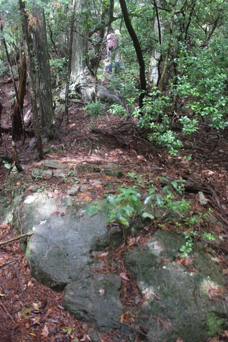 岳山 599M 2等 金山（美濃川合） 山系・鷲ヶ岳＞簗谷山 2024．6．29．: 新・薮山独自ルート floatcloudのブログ